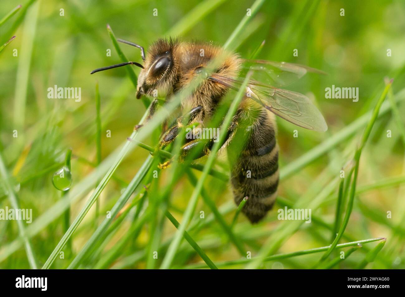 Rottweil, Germany. 05th Apr, 2024. A bee clings to blades of grass in ...