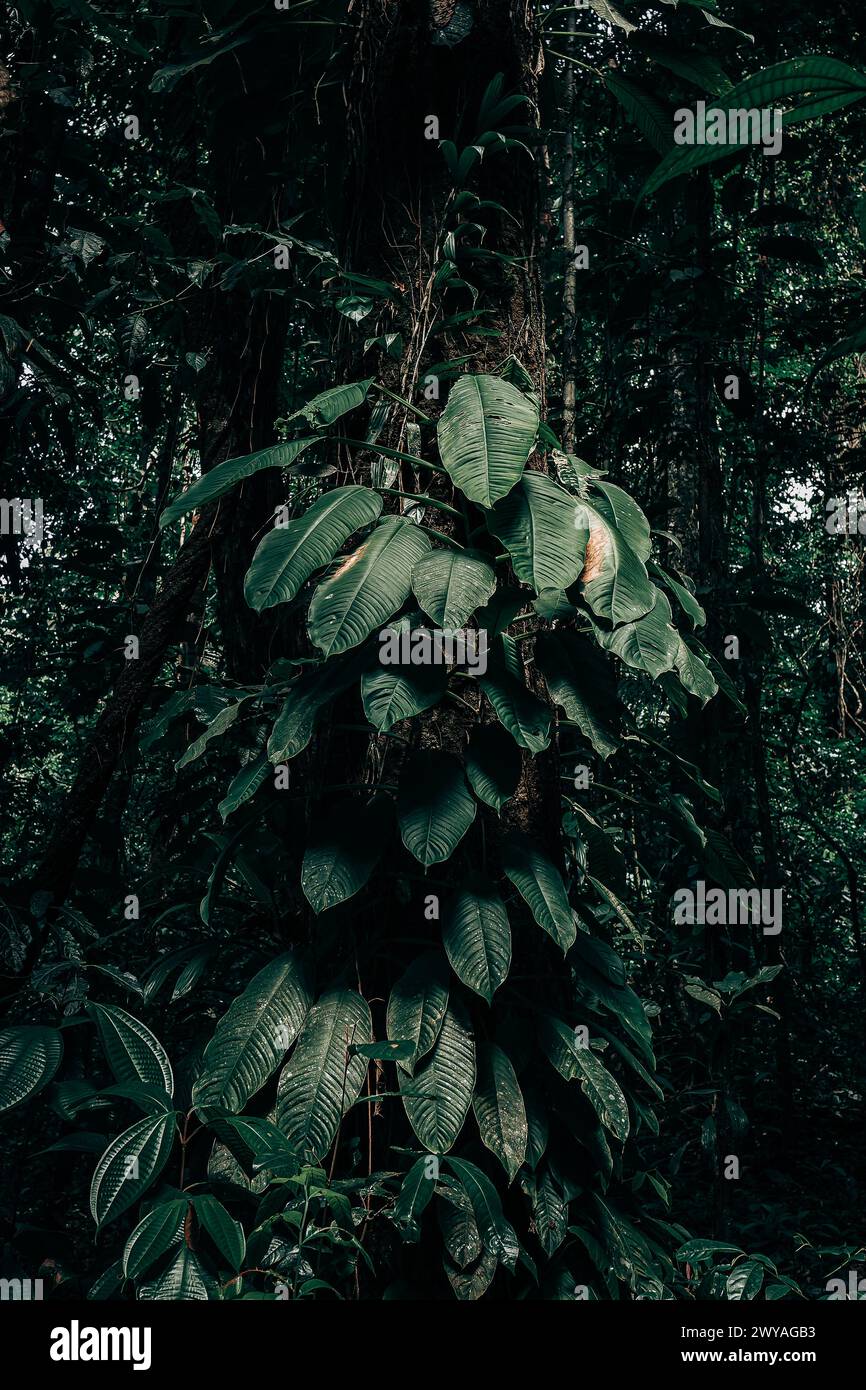 Forêt amazonienne hi-res stock photography and images - Alamy