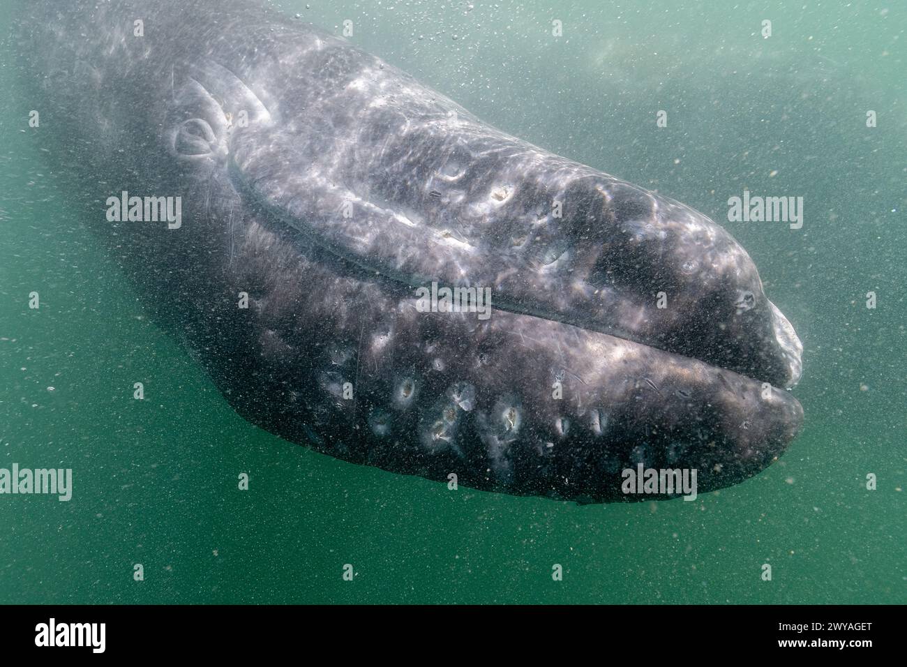 Underwater photo of a Gray whale (Eschrichtius robustus) in San Ignacio ...