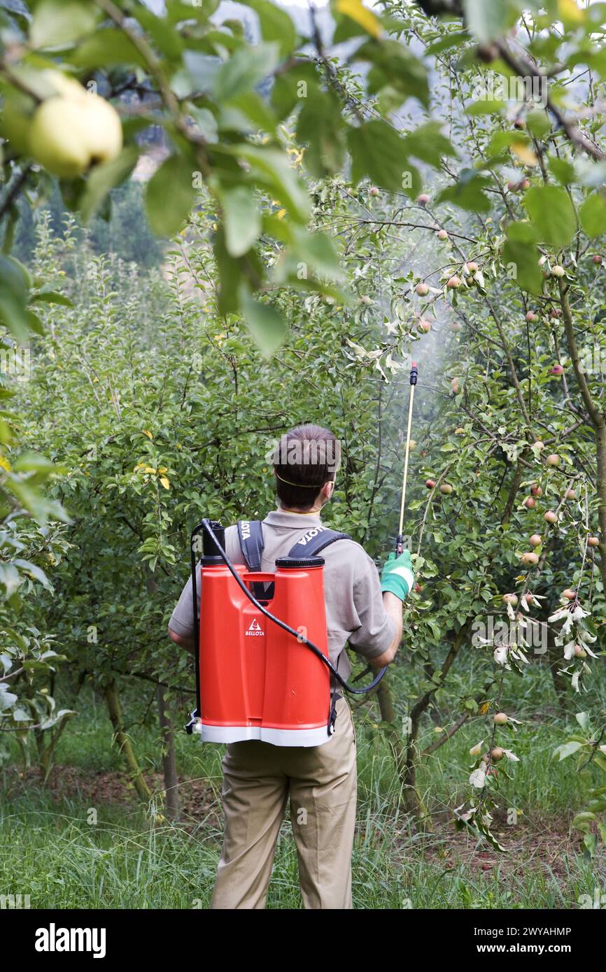 Farmer using sprayer in apple tree orchard. Guipúzcoa, Euskadi. Spain ...