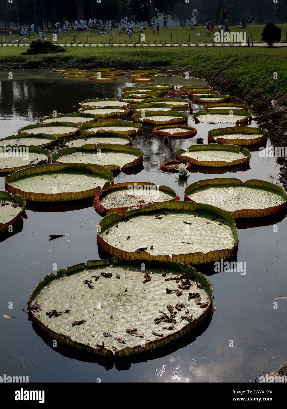 India, Kolkata, Botanical Gardens Stock Photo - Alamy