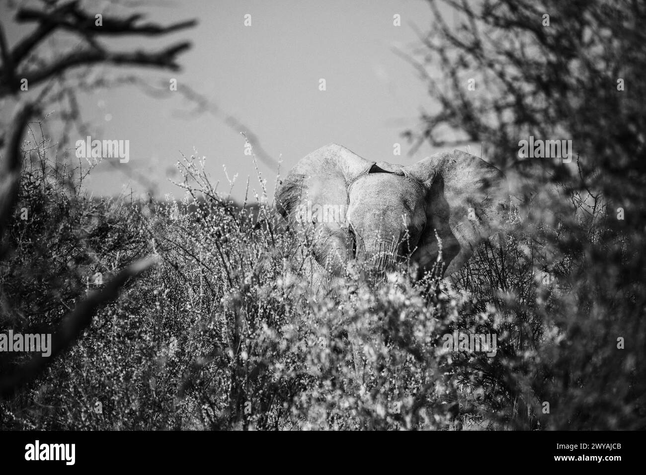 Elephant blanc hi-res stock photography and images - Alamy