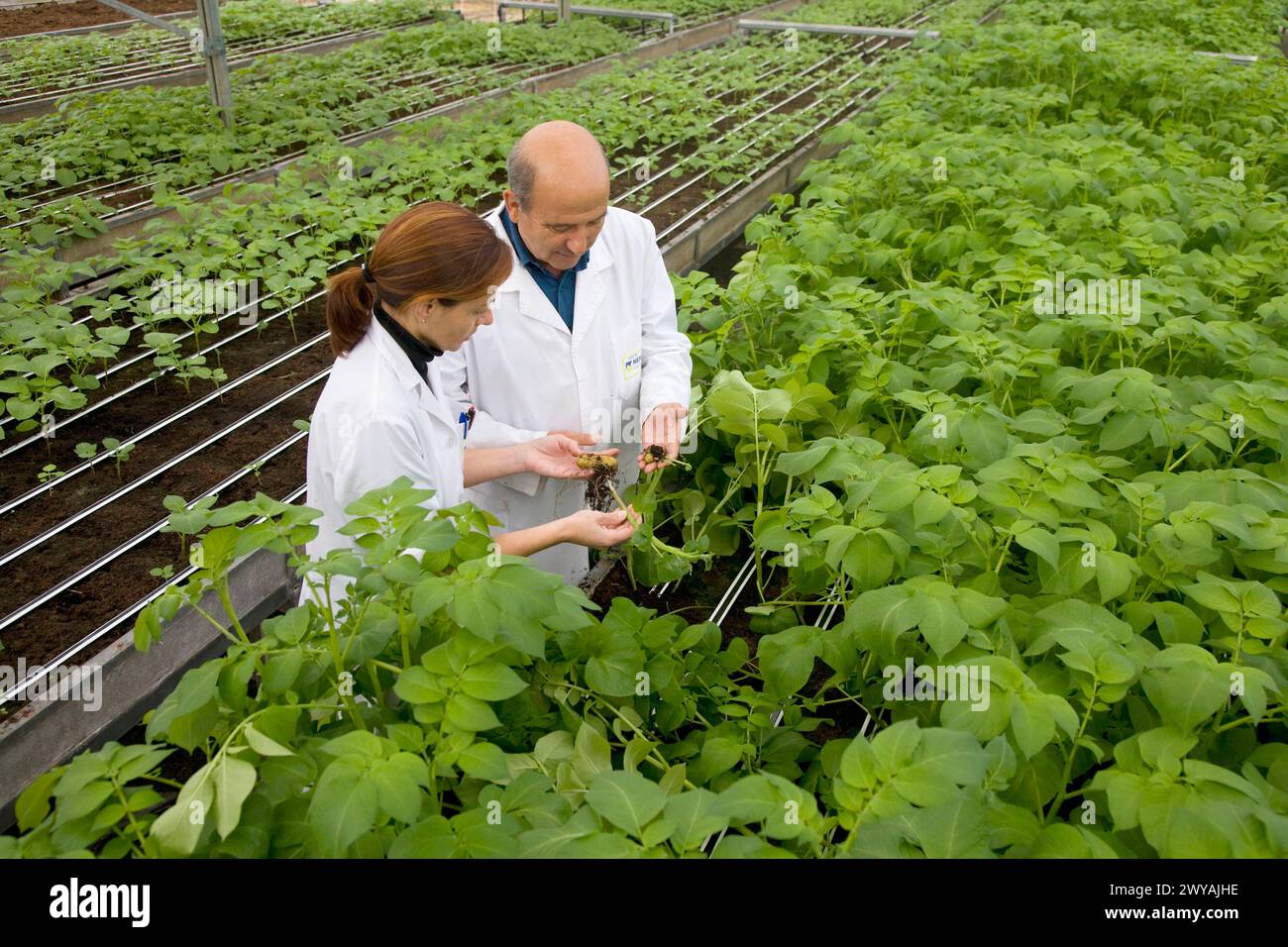 Planta de laboratorio hi-res stock photography and images - Alamy