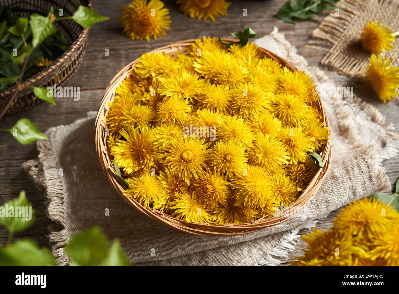 Fresh dandelion flowers in a wicker basket - ingredient for herbal ...