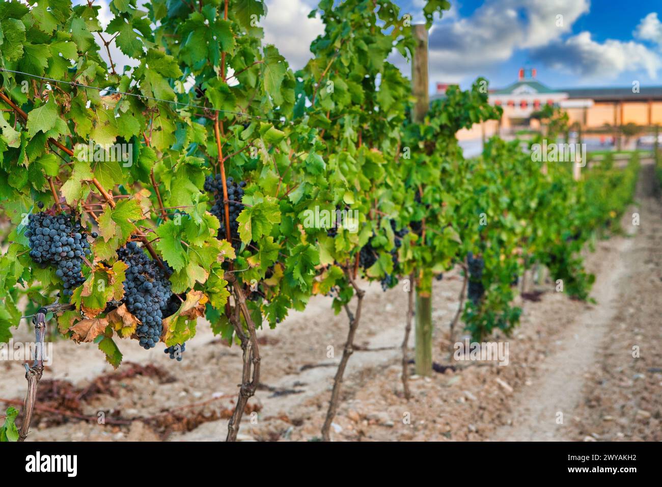 Vineyards. Museum of Viticulture, Dinastia Vivanco winery in Briones ...