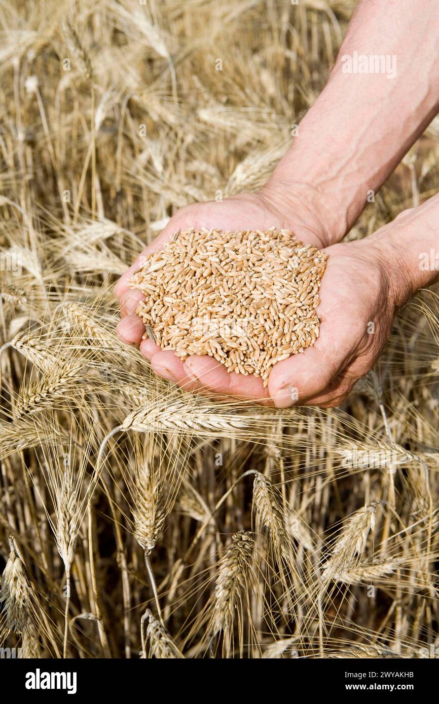 Wheat grains. Harvesting of cereals, ´Learza´ estate. Near Estella ...