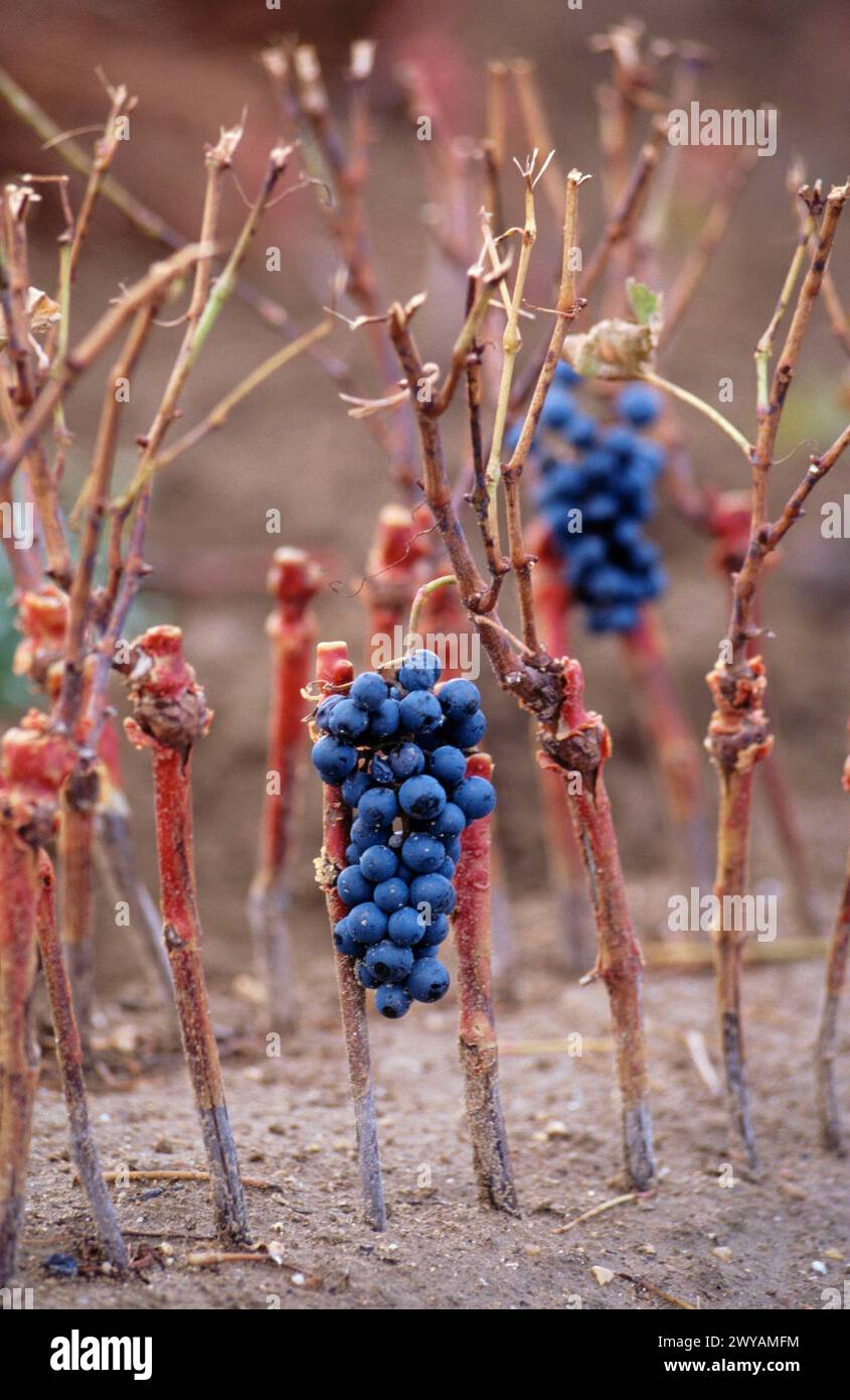 Grape vine graft hi-res stock photography and images - Alamy