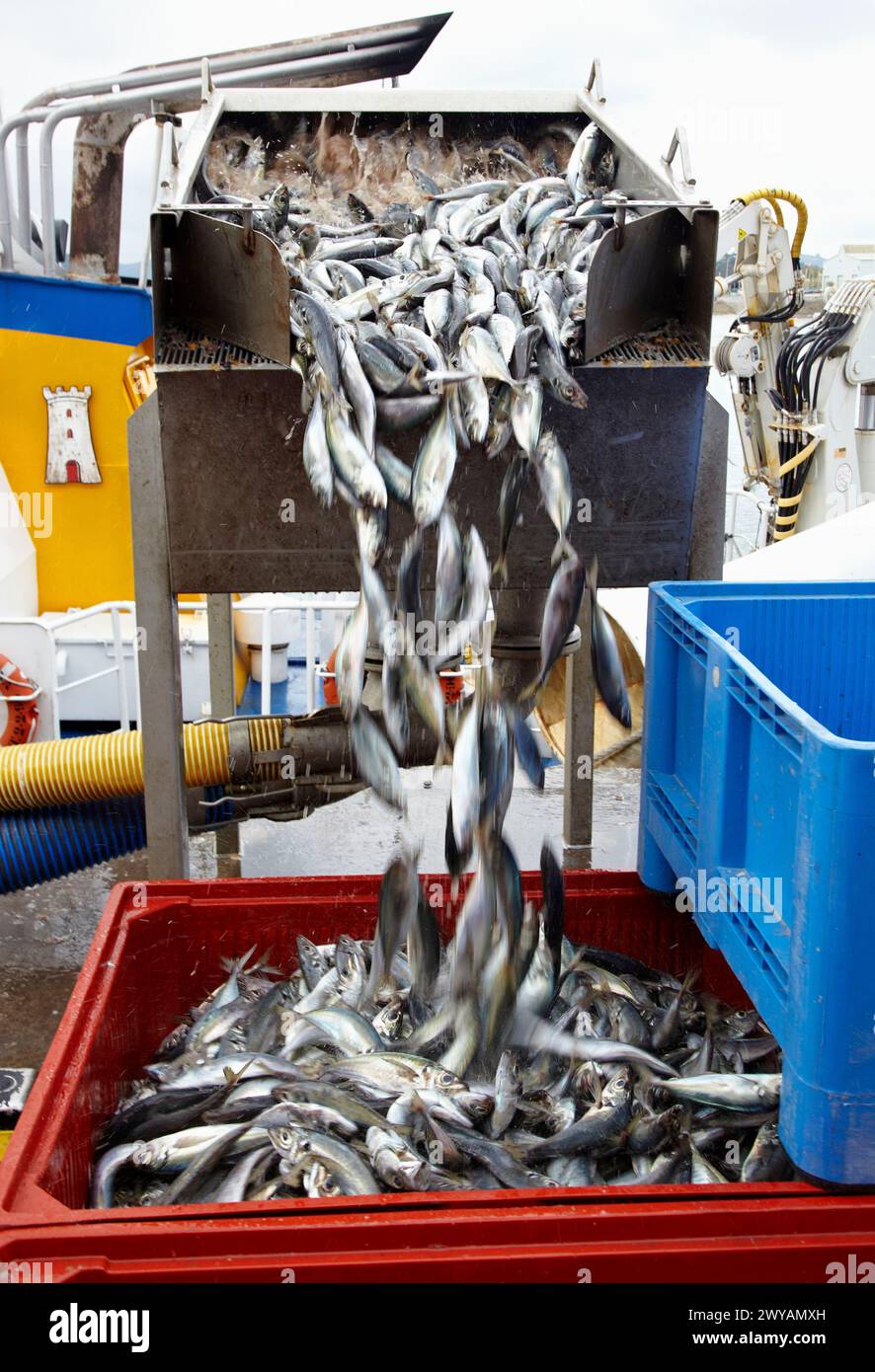 Mackerels, unloading fish from boat at port with a suction pump ...