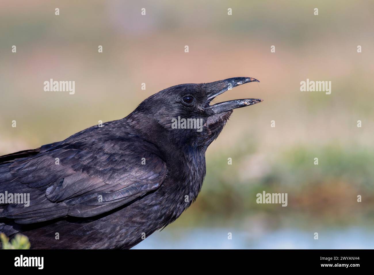 The thirsty crow hi-res stock photography and images - Alamy