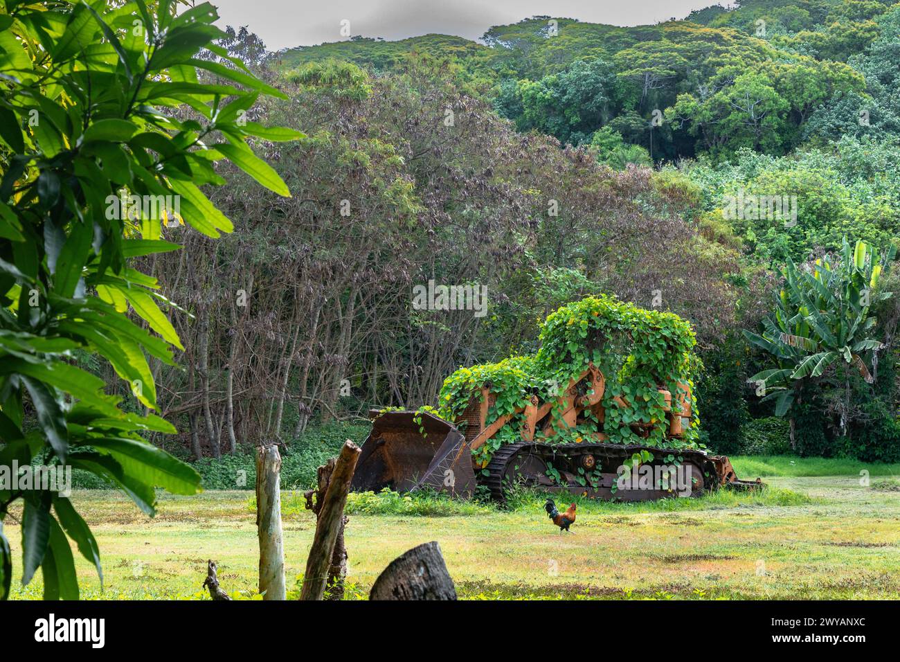 Lush vegetation on the island of Mo'orea, French Polynesia, takes over ...