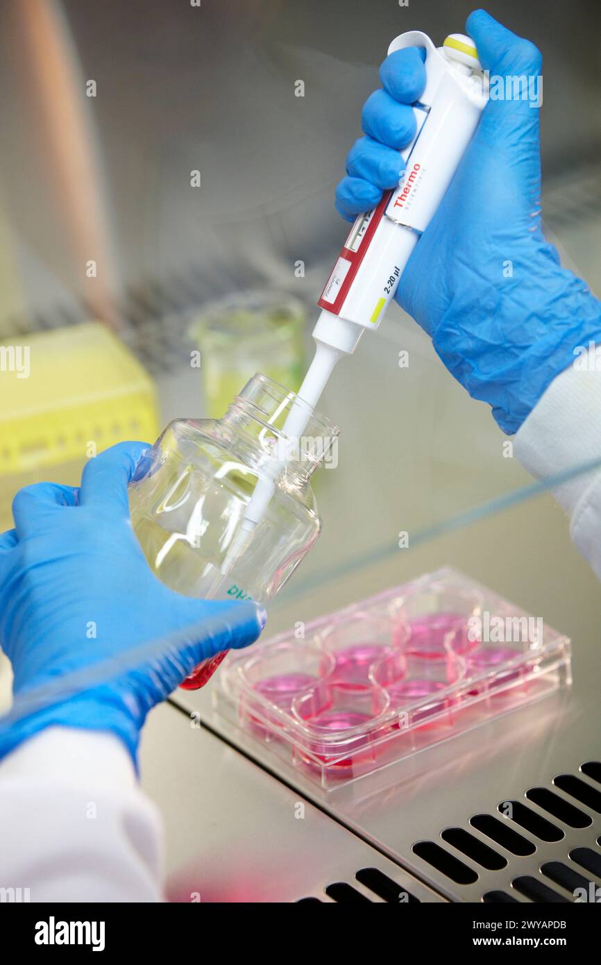Growth cell line, study of the growth curve of cell line in 6-well ...
