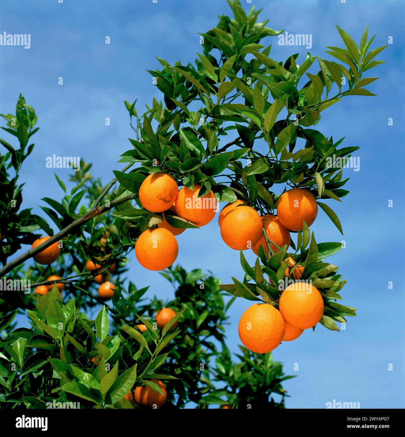 Naranjo orange tree hi-res stock photography and images - Alamy