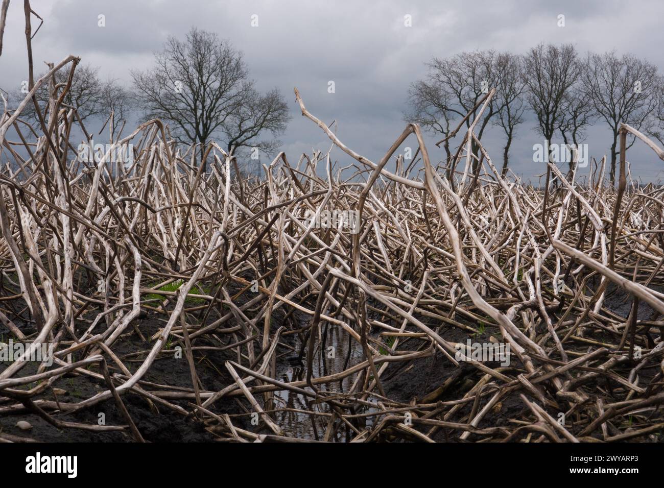 Failed potato harvest: due to heavy rain, the crop could not be ...