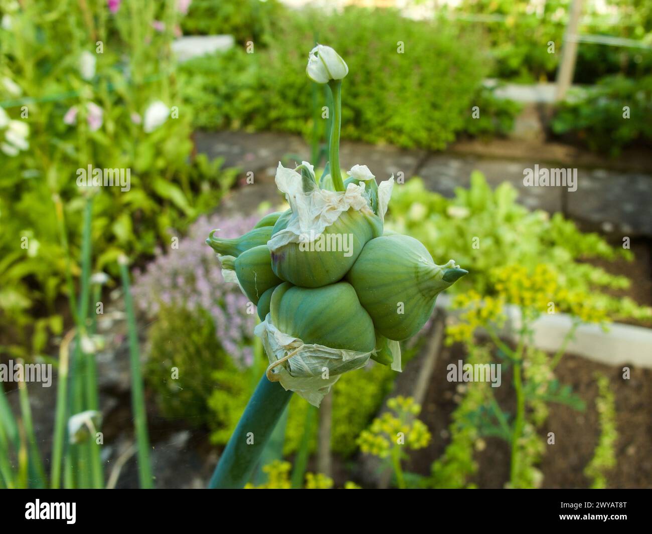 Allium proliferum hi-res stock photography and images - Alamy