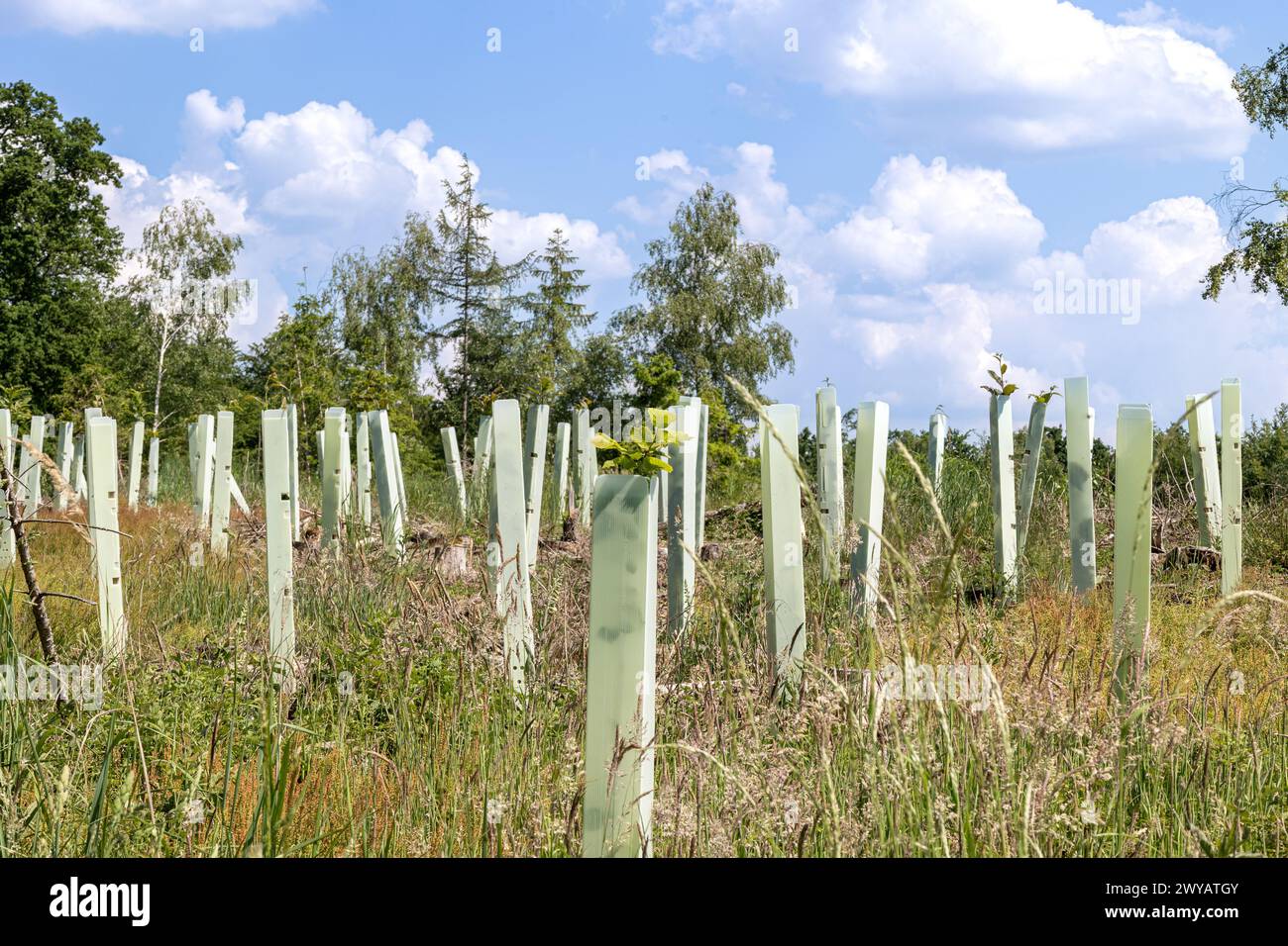 reforestation with tree seedlings with plastic tubes around stem ...