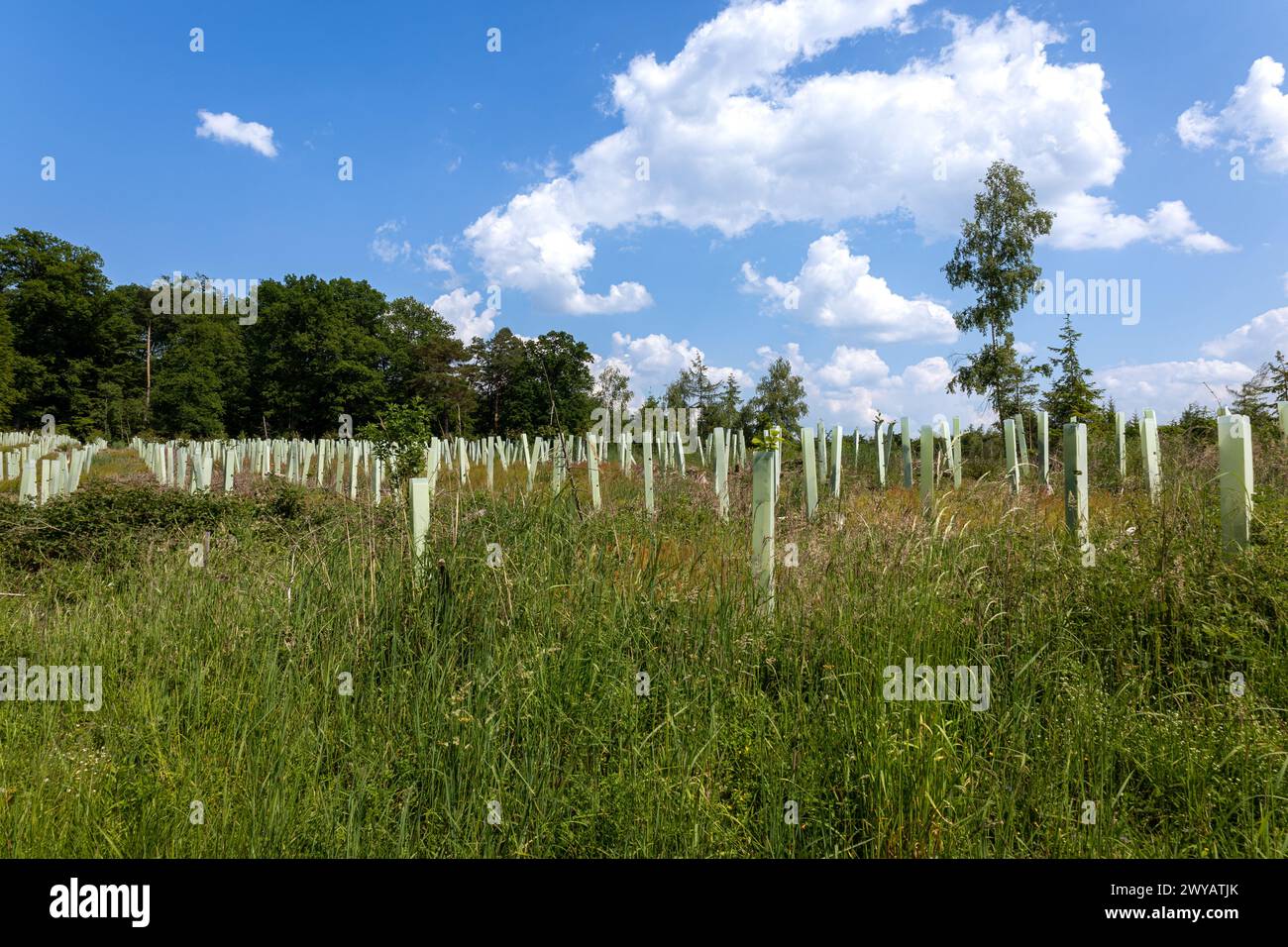 Cylinder tree hi-res stock photography and images - Alamy