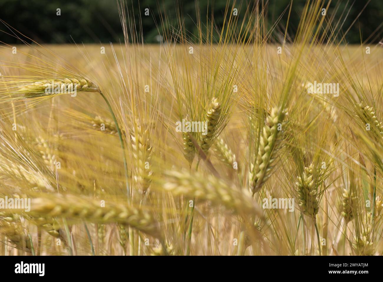 Corn barley hi-res stock photography and images - Alamy