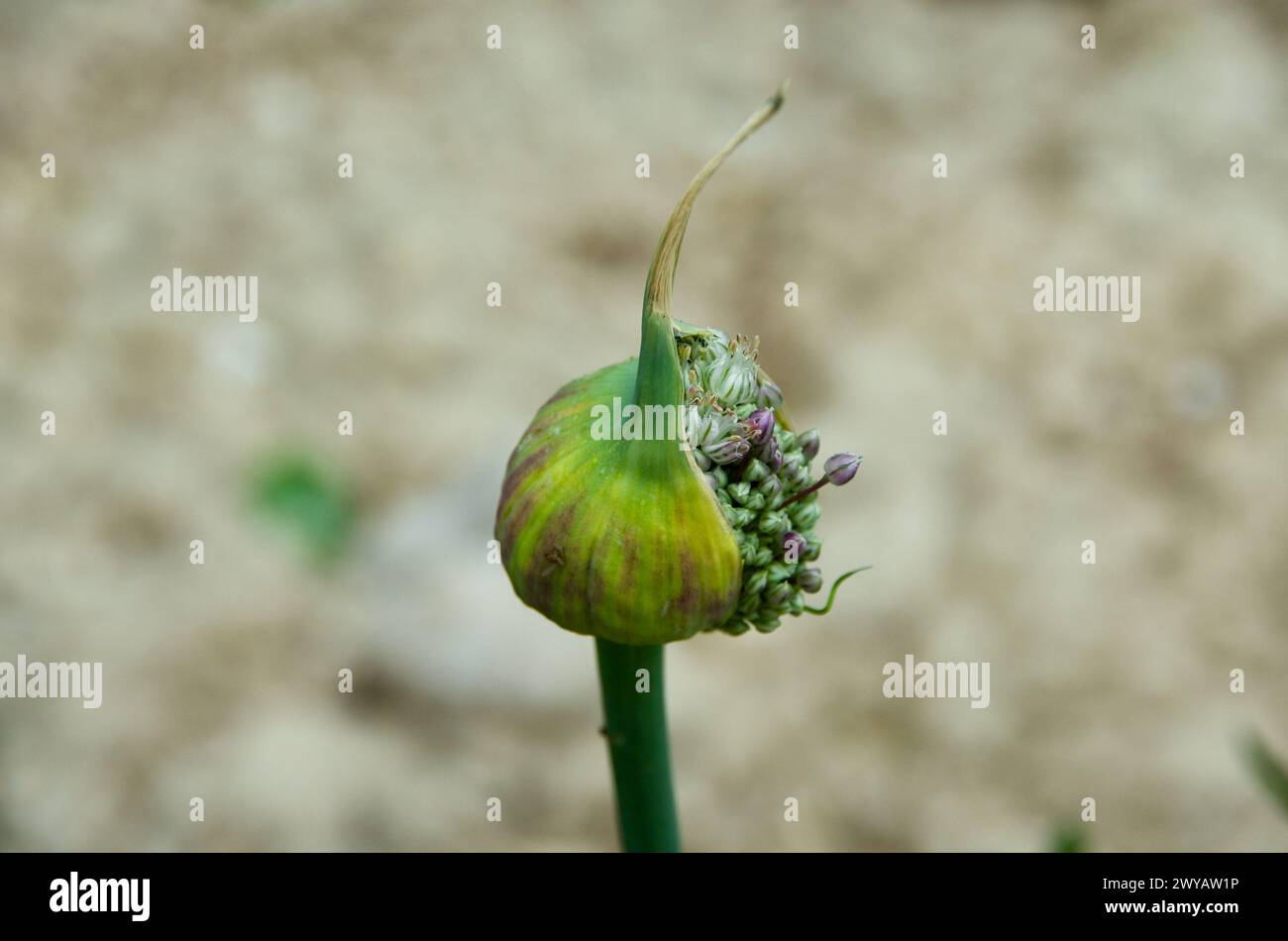 Close-up of onion plant with opening flower head in vegetable garden in ...