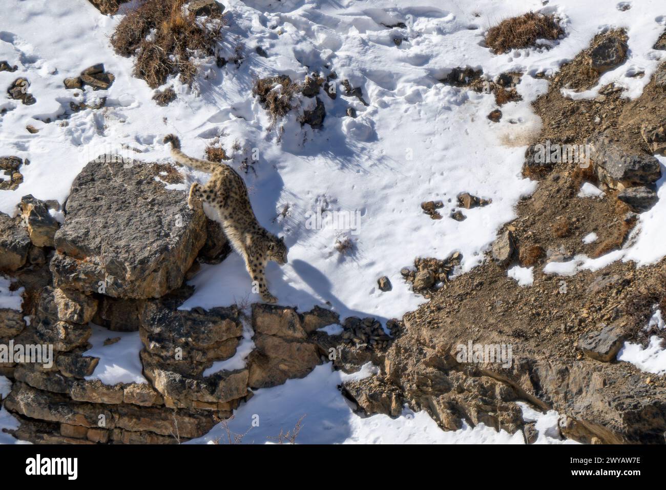 Snow Leopard - Panthera uncia, beautiful iconic large cat from Asian ...