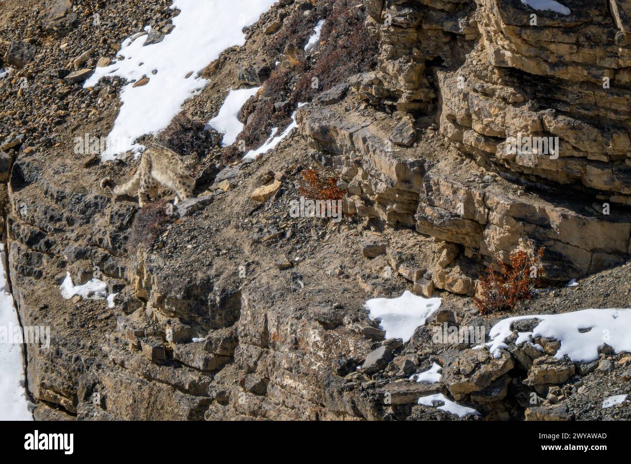 Snow Leopard - Panthera uncia, beautiful iconic large cat from Asian ...