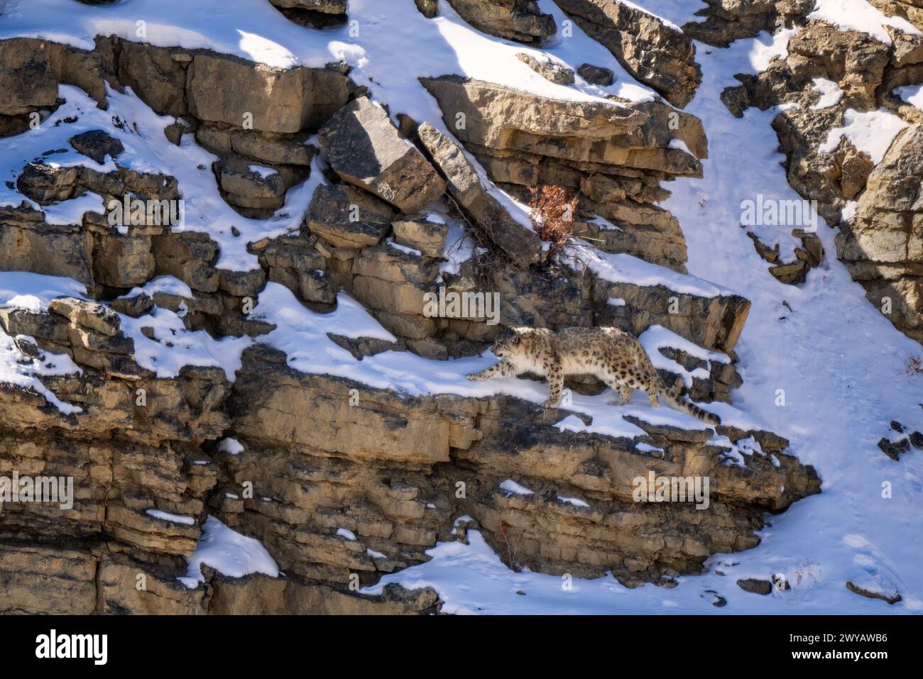 Snow Leopard - Panthera uncia, beautiful iconic large cat from Asian ...