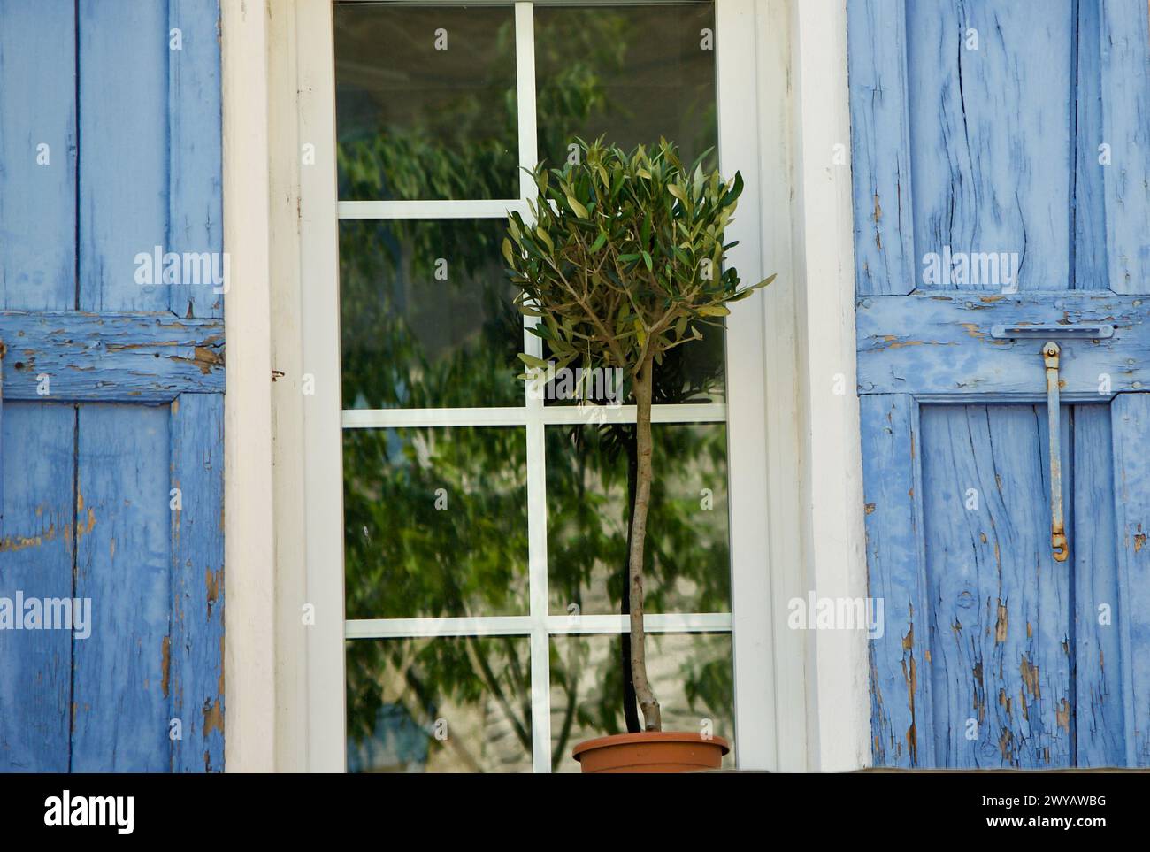 Olive tree front garden hi-res stock photography and images - Alamy