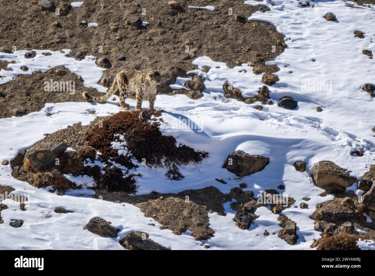 Snow Leopard - Panthera uncia, beautiful iconic large cat from Asian ...