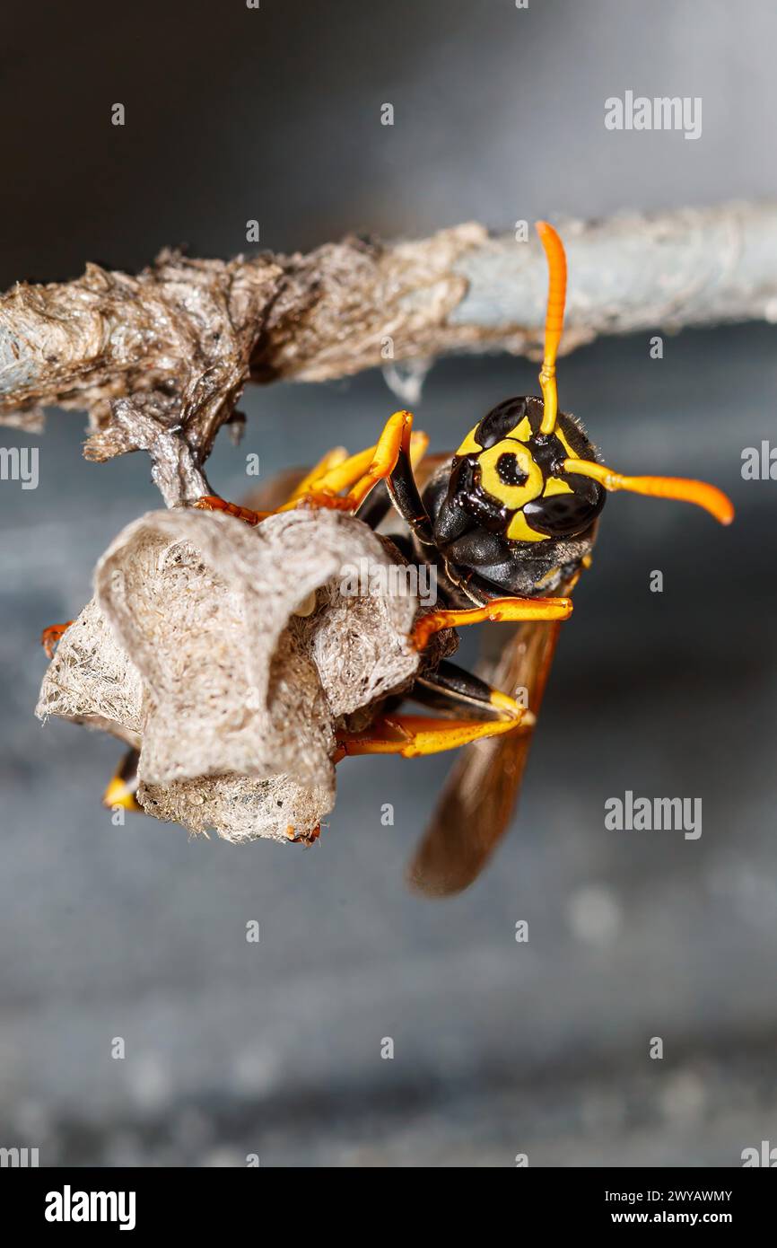 Macro photo: Wasp building a nest and laying eggs Stock Photo - Alamy