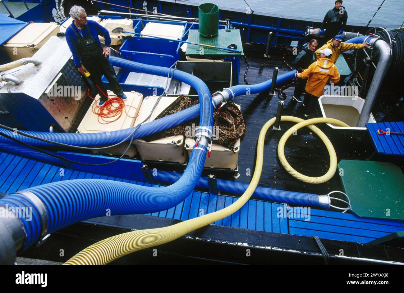 Unloading fish from boat at port with a suction pump. Getaria. Spain ...