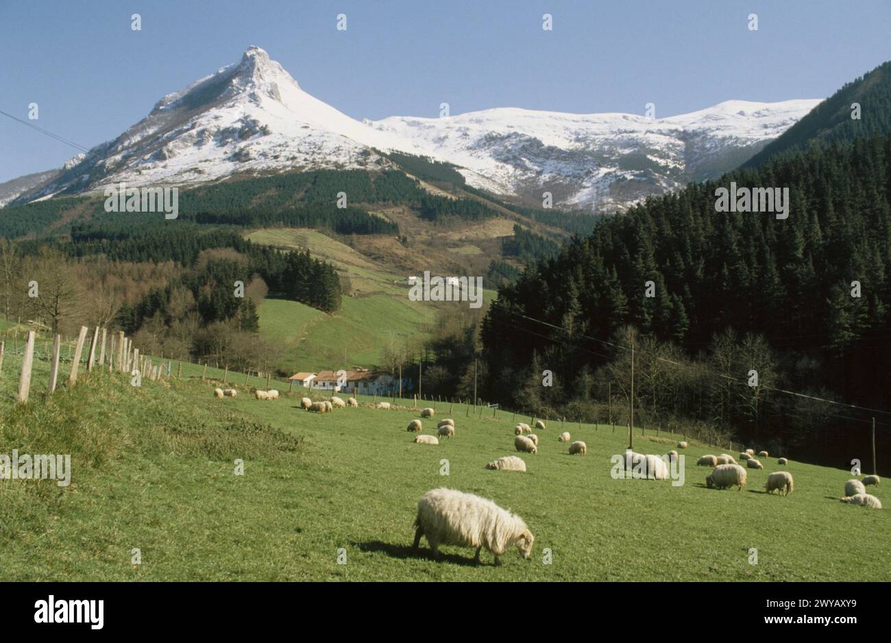 Sheep, Monte Txindoki, Sierra de Aralar, Zaldibia, Guipúzcoa, Spain ...