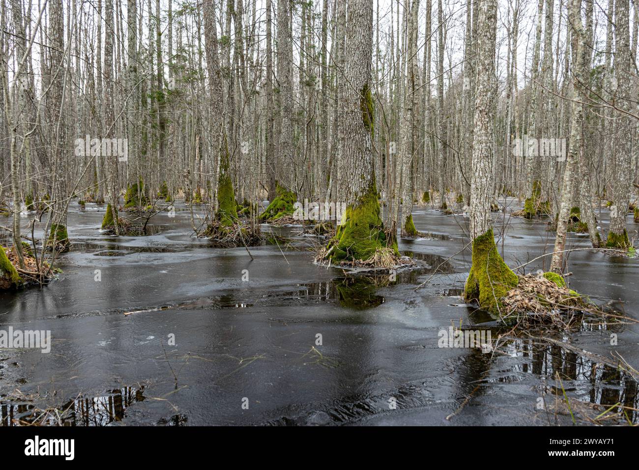 Flooded forest, forest wetland, melting snow and ice, puddles of water ...