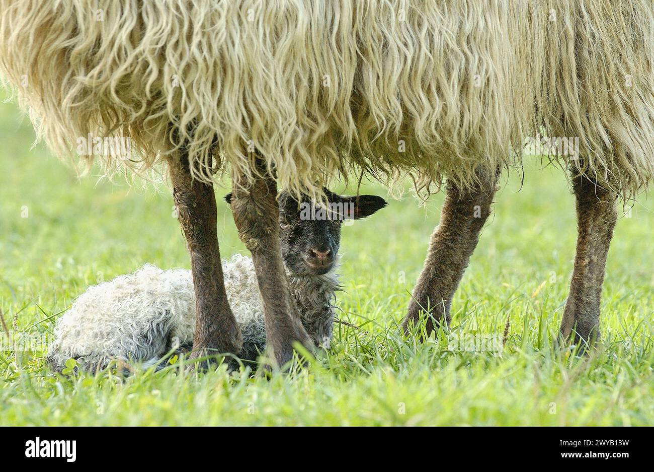 ´Latza´ sheep, adult and lamb. Legazpi. Guipúzcoa, Spain Stock Photo ...