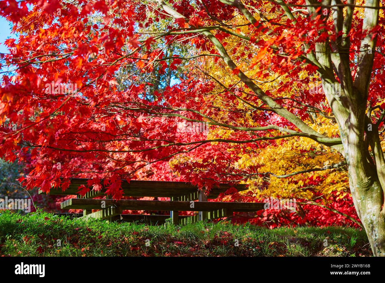 Trees in Autumn, Pagoetako Parke Naturala, Pagoeta Natural Park, Aya ...