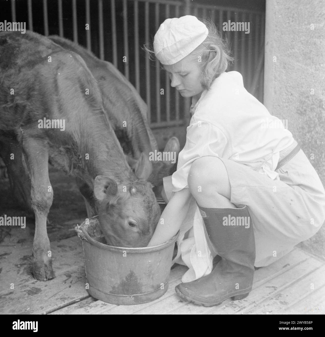 A young dairy maid supervises a calf being weaned at Old Parsonage Farm ...