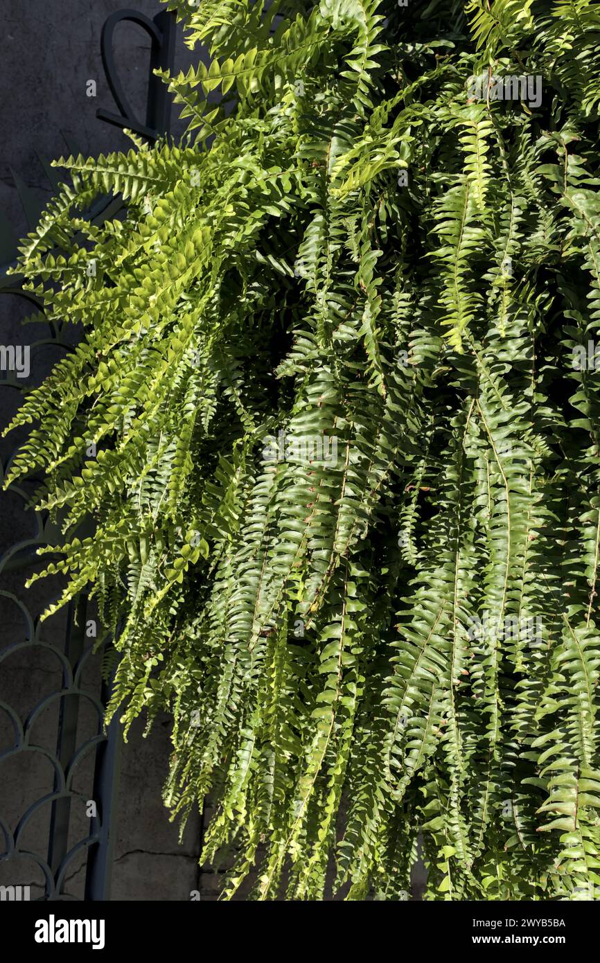 hanging plants between roman style columns (decorative ferns) famous ...