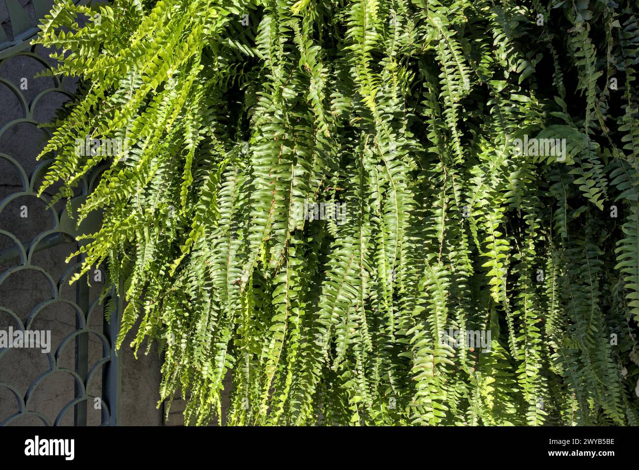 hanging plants between roman style columns (decorative ferns) famous ...
