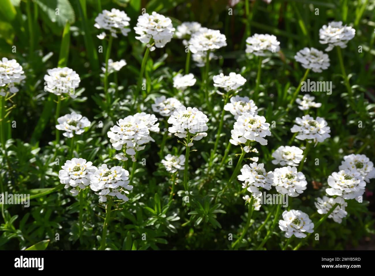 Brilliant white spring flowers of evergreen, perennial candytuft ...