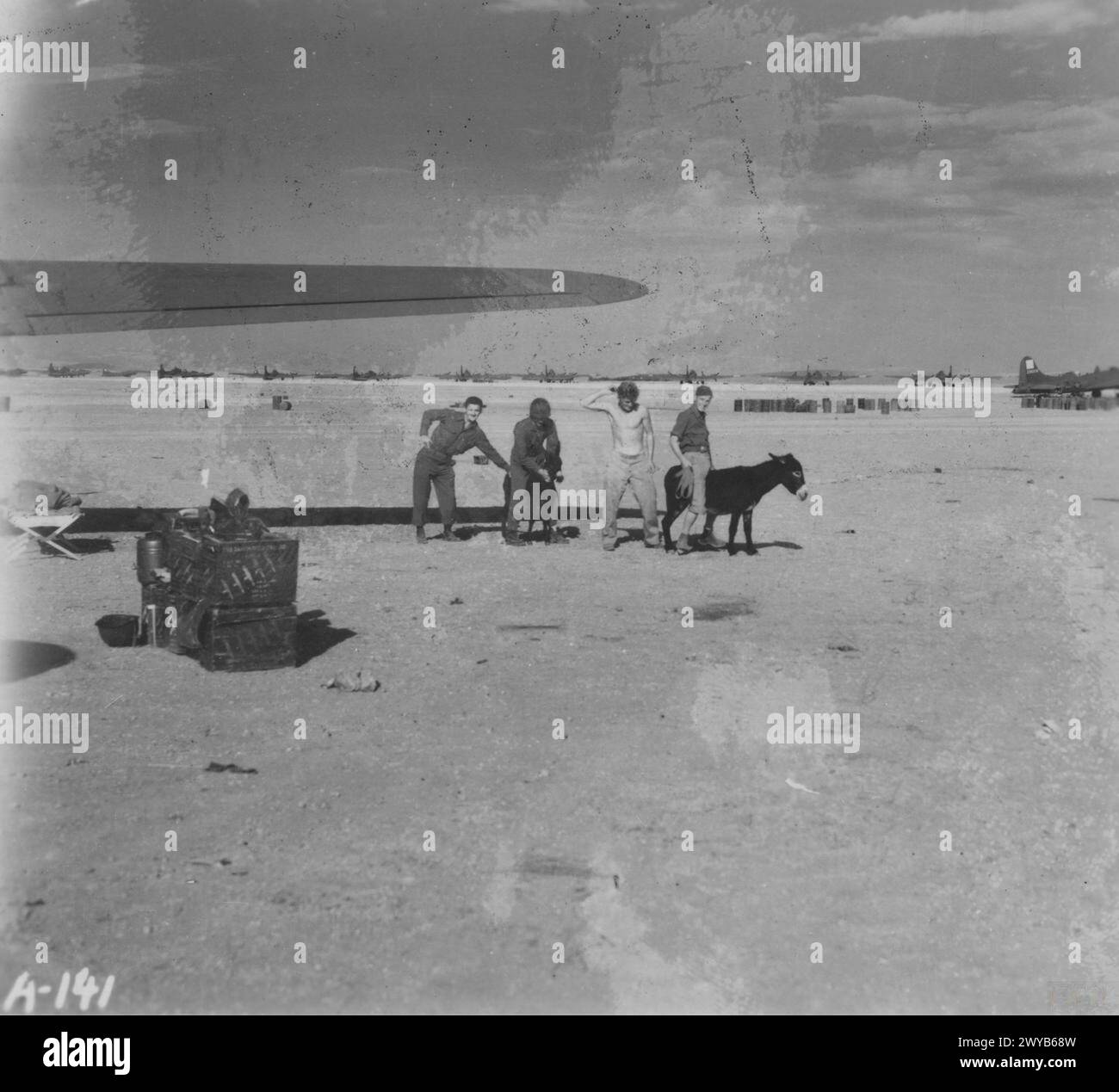 Airmen of the 385th Bomb Group stand with donkeys under the wing of a B ...