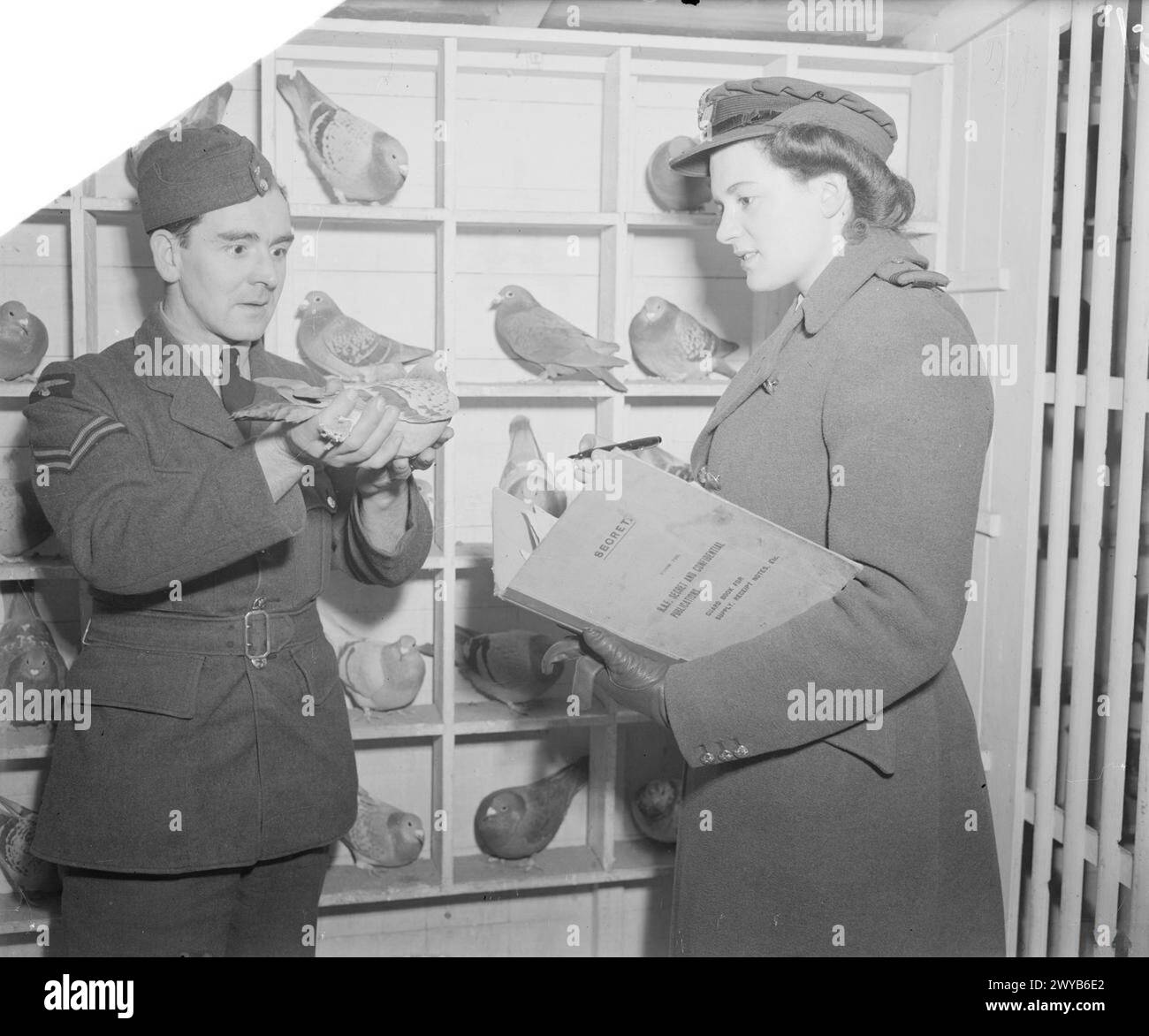 W.A.A.F. PIGEON OFFICER WITH WELL-KNOWN FANCIER AT SCOTTISH COASTAL ...