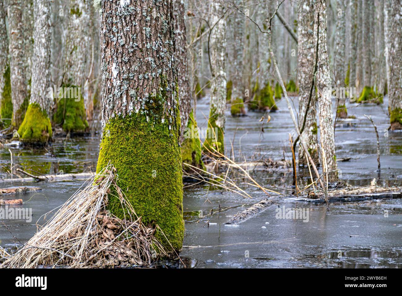 Flooded forest, forest wetland, melting snow and ice, puddles of water ...