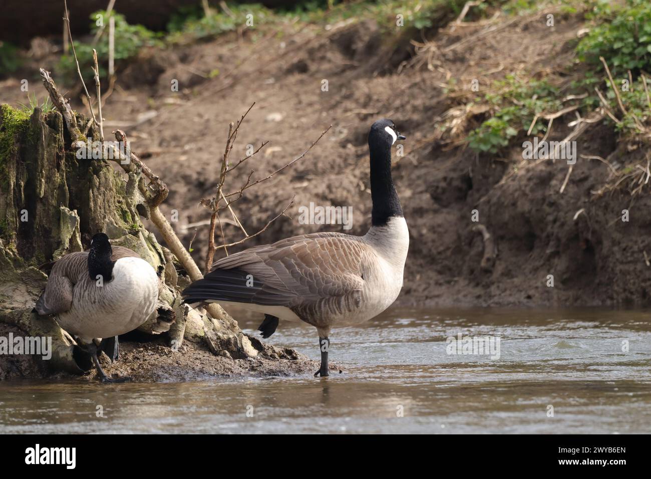 Bernache du Canada (Branta canadensis) Branta canadensis in its natural ...