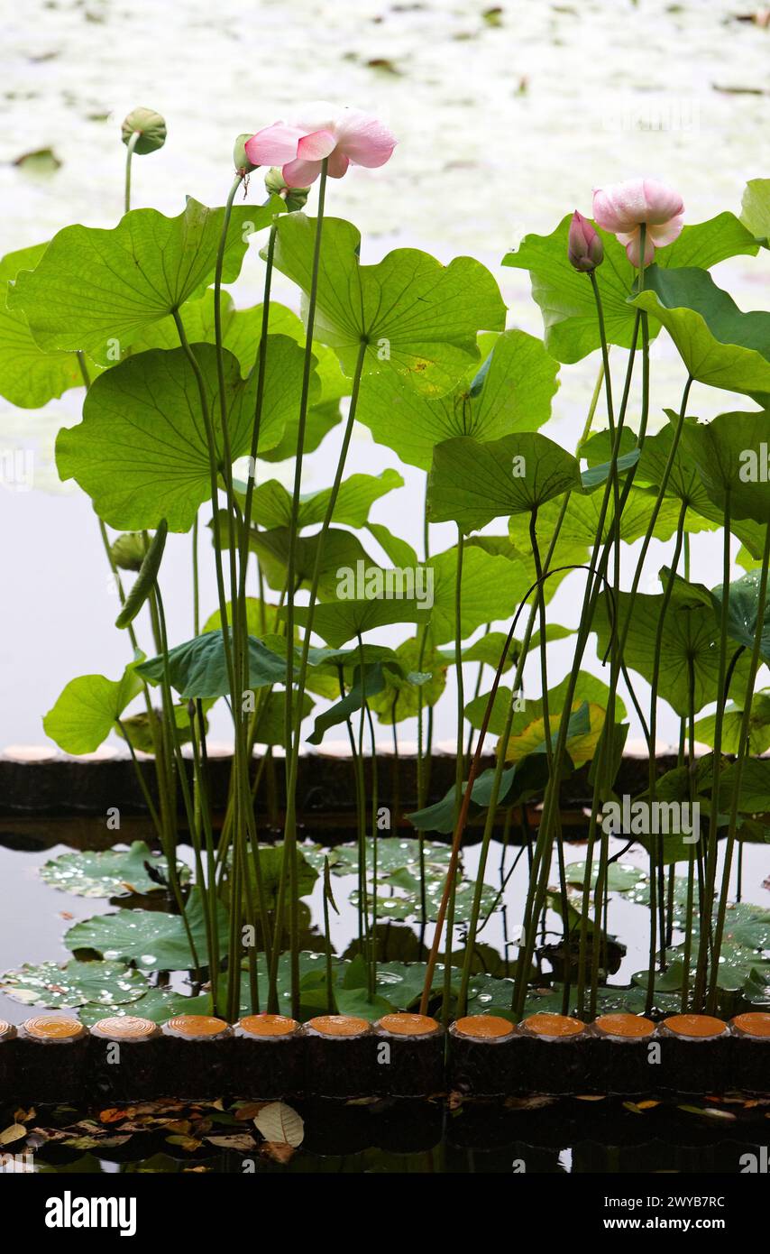 Lotus flowers, Garden, Ryoanji Temple, Kyoto, Japan Stock Photo - Alamy