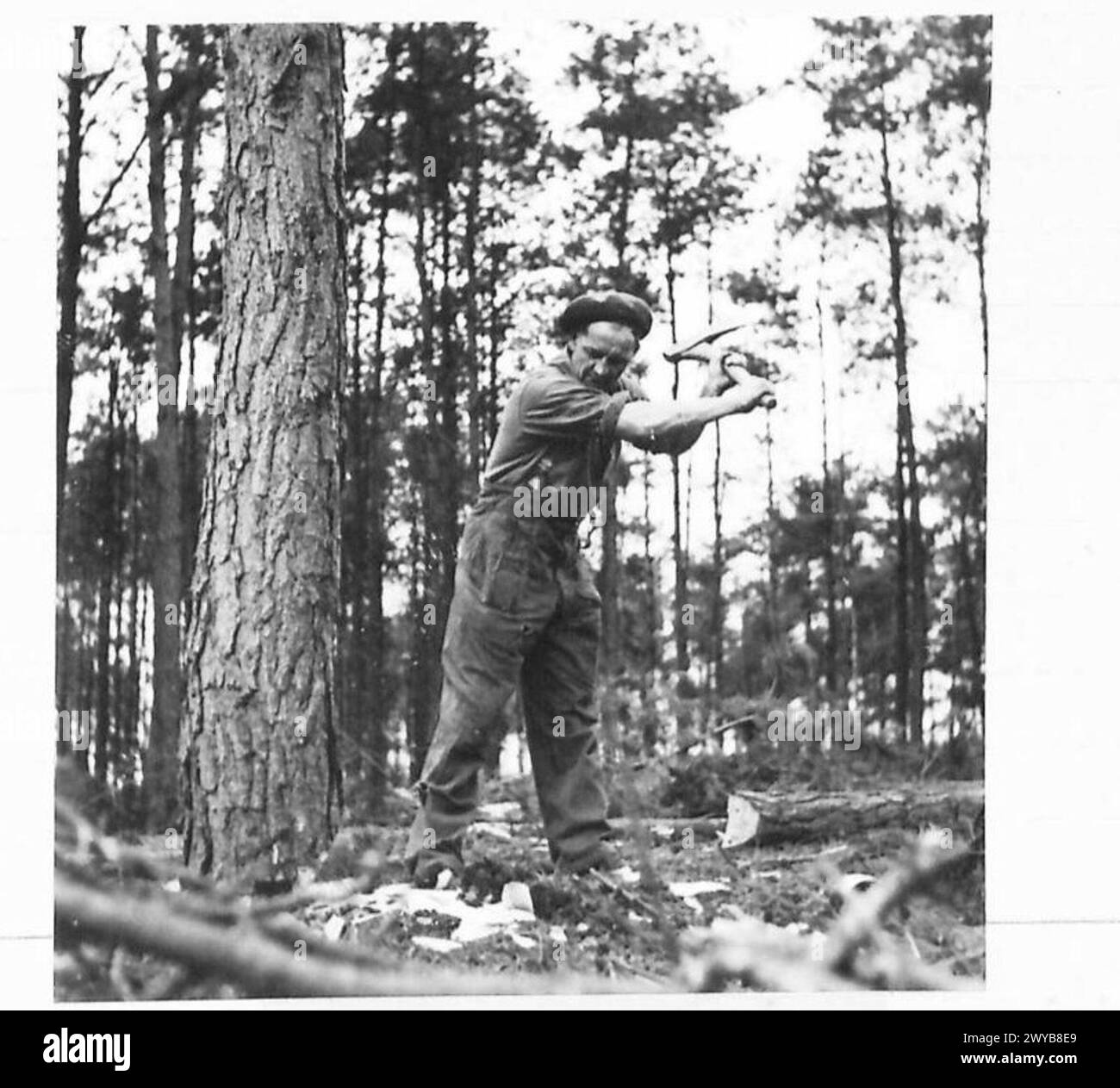 FORESTRY AS AID TO THE RHINE CROSSING - Original wartime caption: Spr.S ...