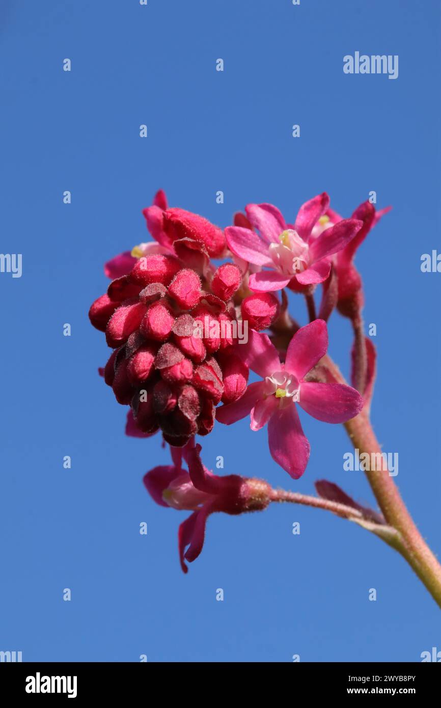 Groseillier à fleurs --- Cassis-fleur --- Groseillier sanguin (Ribes ...