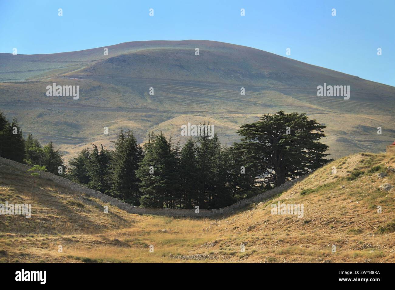The cedars of the Lord in Arez, Lebanon Stock Photo - Alamy