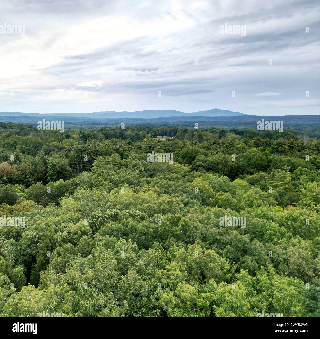 aerial view of treetops (deciduous and conifer trees in forest) green ...