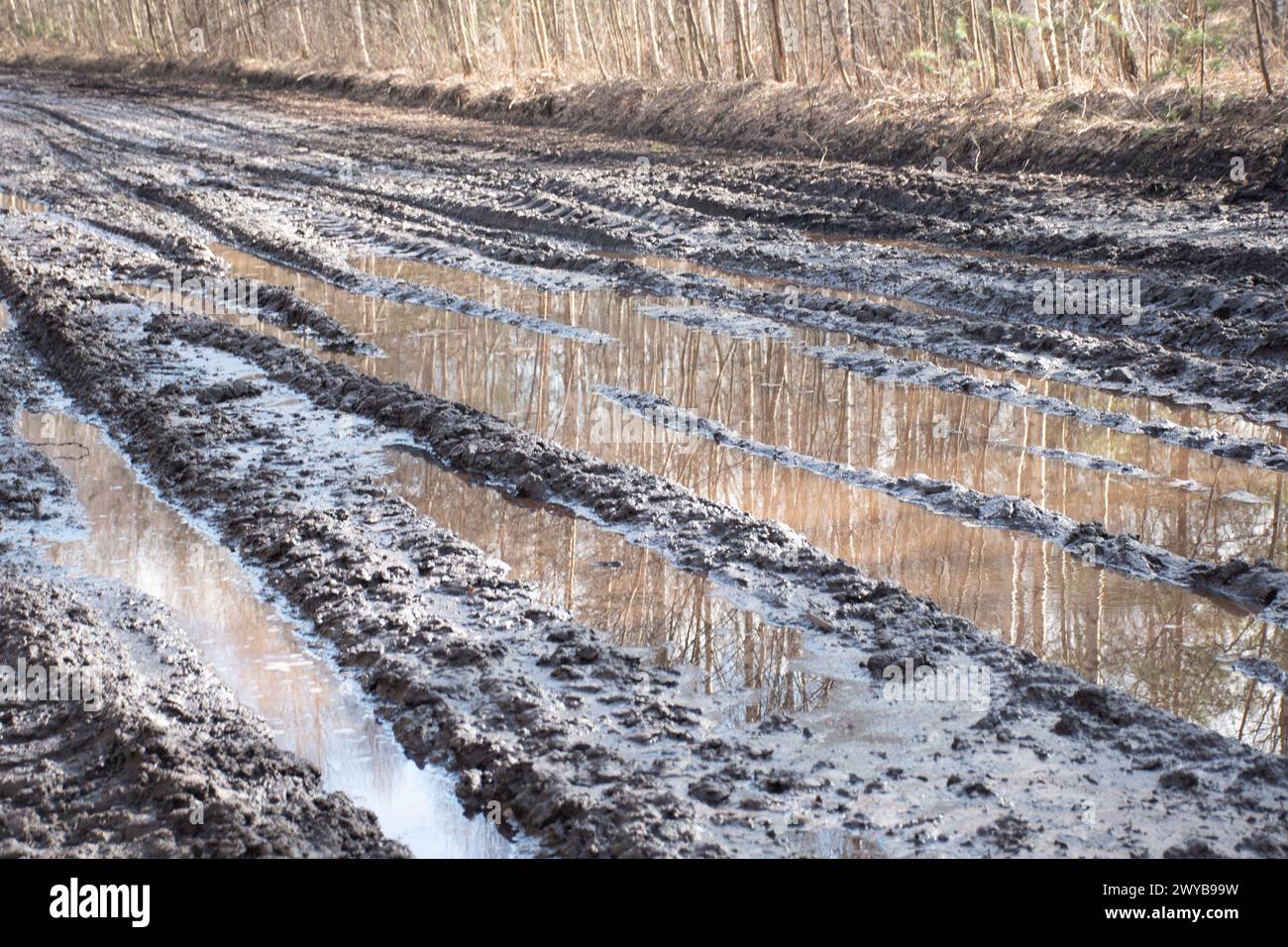 spring landscape with muddy swamp, forest road, spring, dirty wet road ...