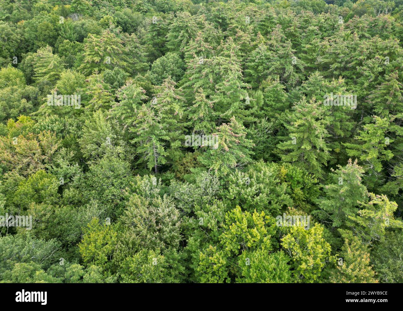 aerial view of treetops (deciduous and conifer trees in forest) green ...