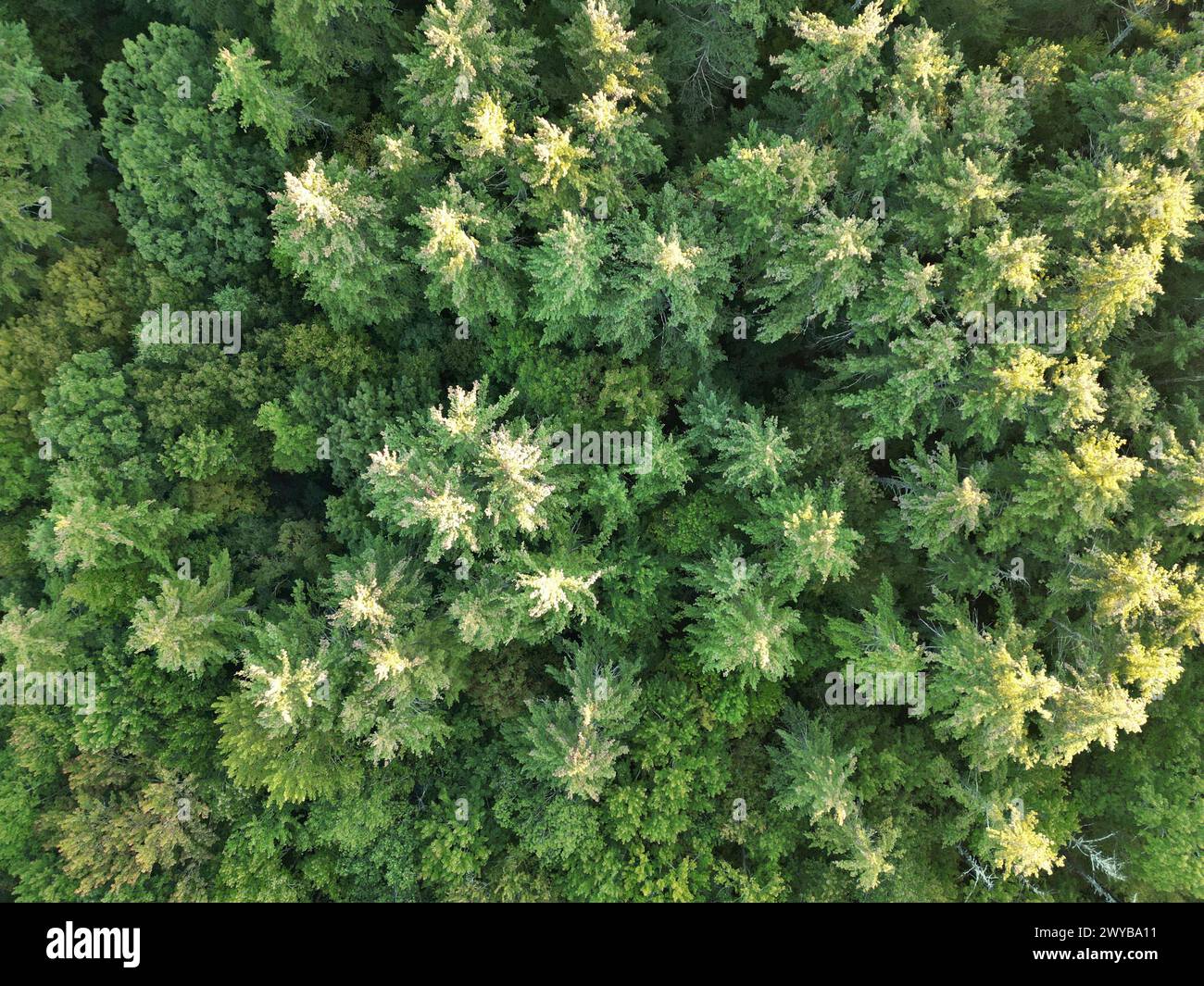 Aerial top down evergreen coniferous hi-res stock photography and ...
