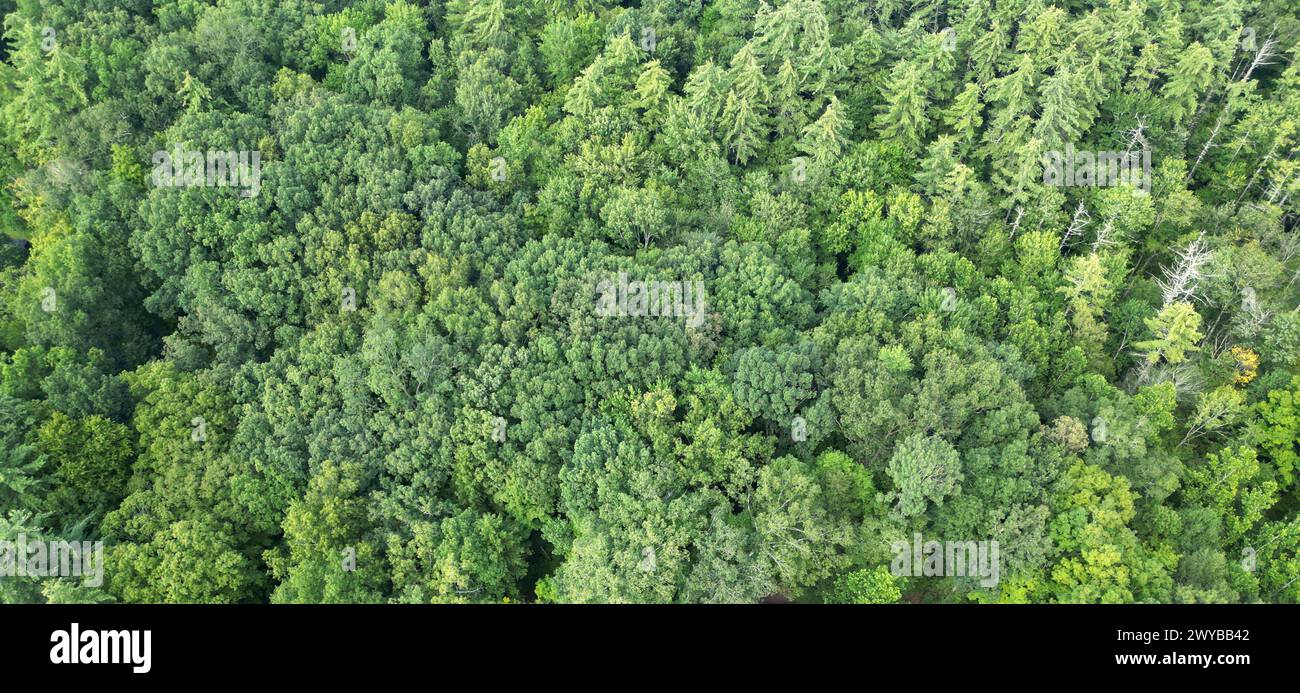 aerial view of treetops (deciduous and conifer trees in forest) green ...